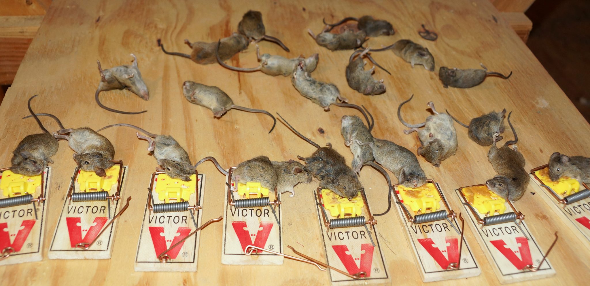 Rodent Control – Wildlife X Team Oklahoma City